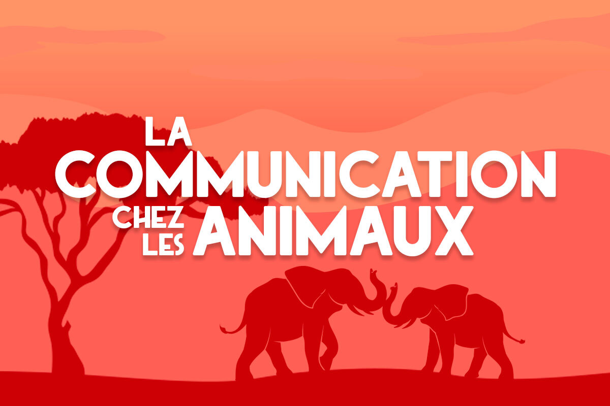 communication between animals | Quipoquiz