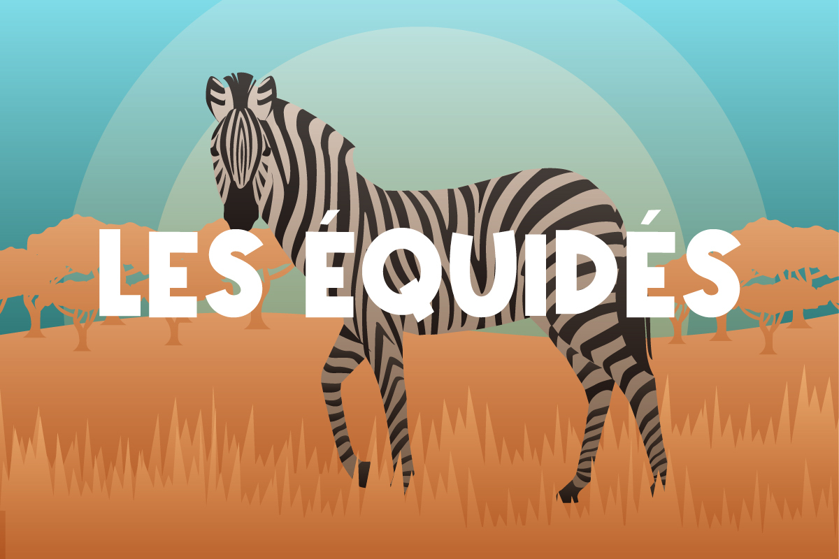 equidae | Quipoquiz