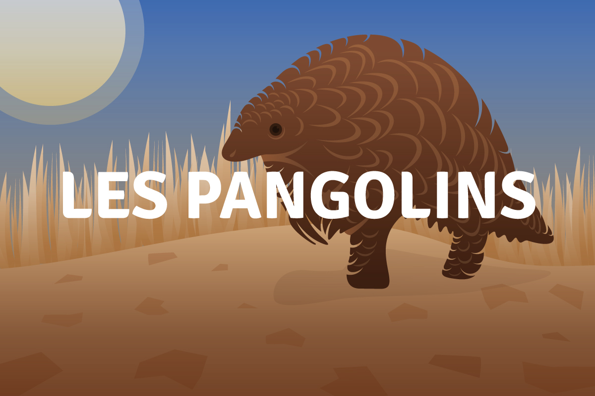 les pangolins | Quipoquiz
