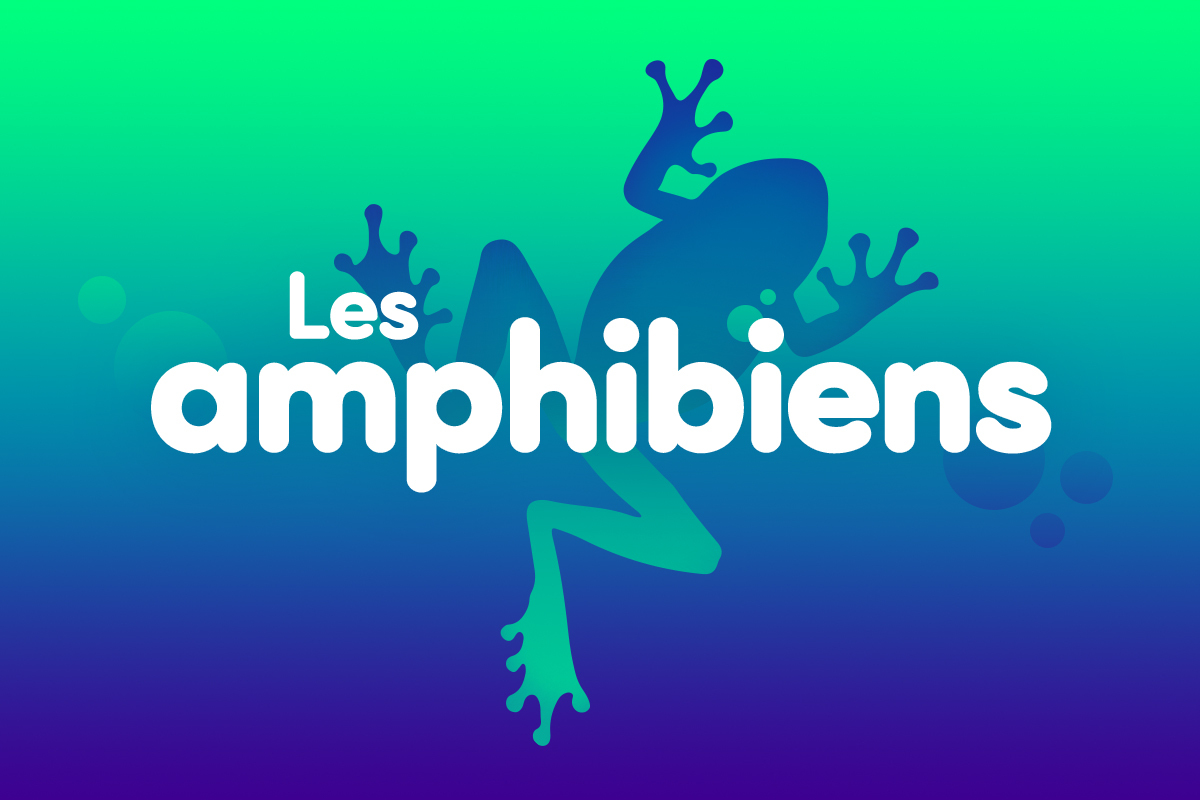 amphibians | Quipoquiz