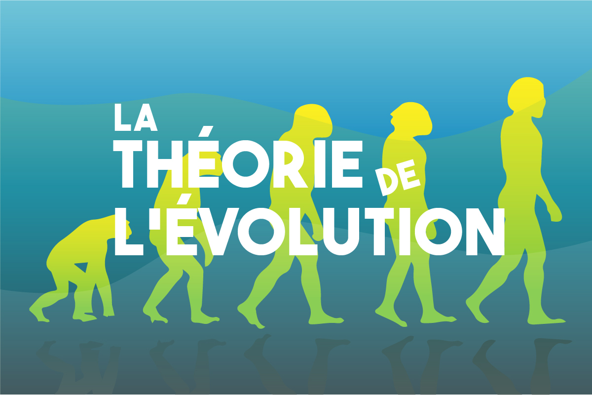 La Théorie De L évolution Quipoquiz